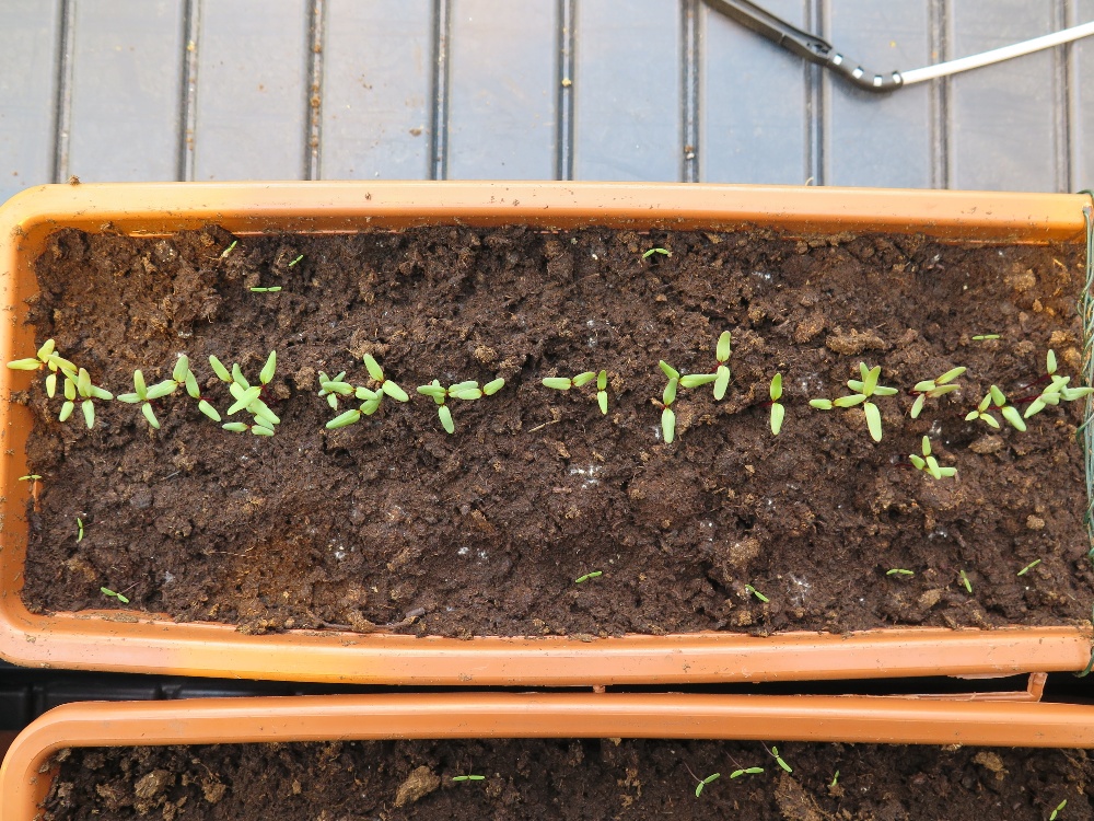 Weeds_detectionV1 Computer Vision Dataset by Weed