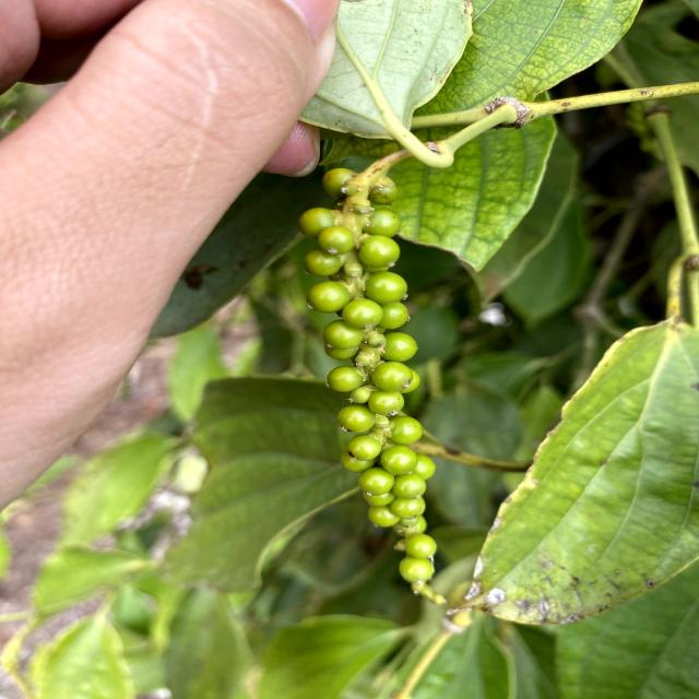 Merica Object Detection Dataset And Pre Trained Model By Reza P