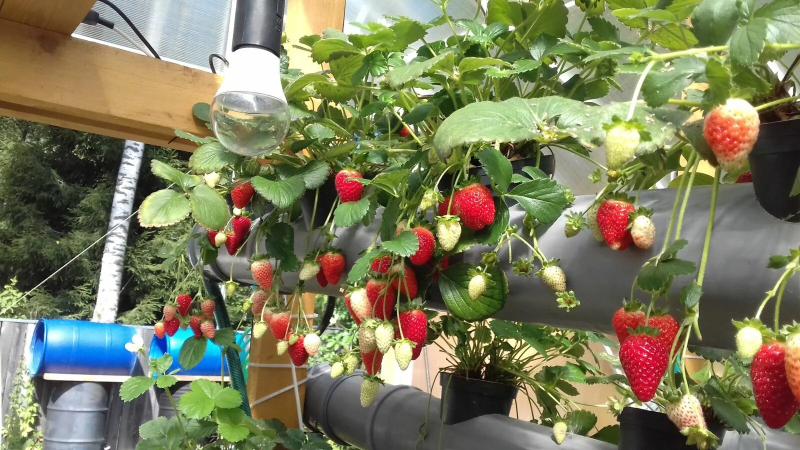 strawberry Instance Segmentation Dataset by ElaineSilva