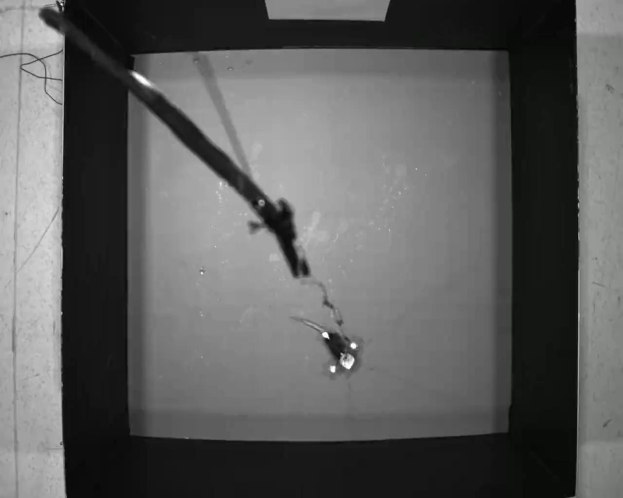 Tracking Balls 300pics Object Detection Dataset And Pre Trained Model By Peking University