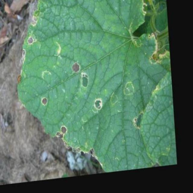 Pests in Cucumber Object Detection Dataset and Pre-Trained Model by aimit