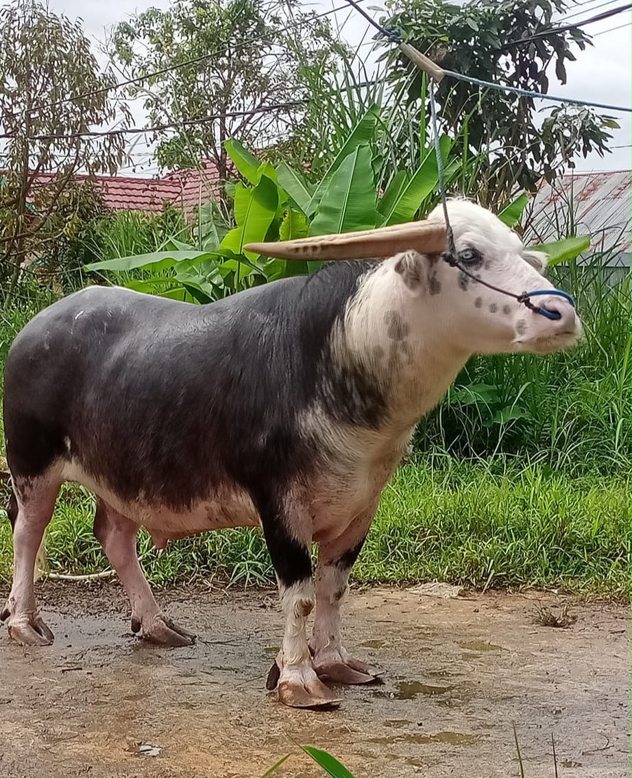 Buffallo - Roboflow Universe