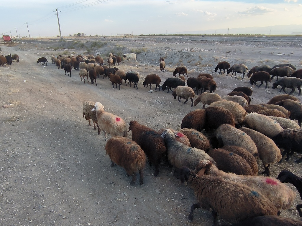 Sheep Segmentation Instance Segmentation Dataset by Seyyed Mahdi