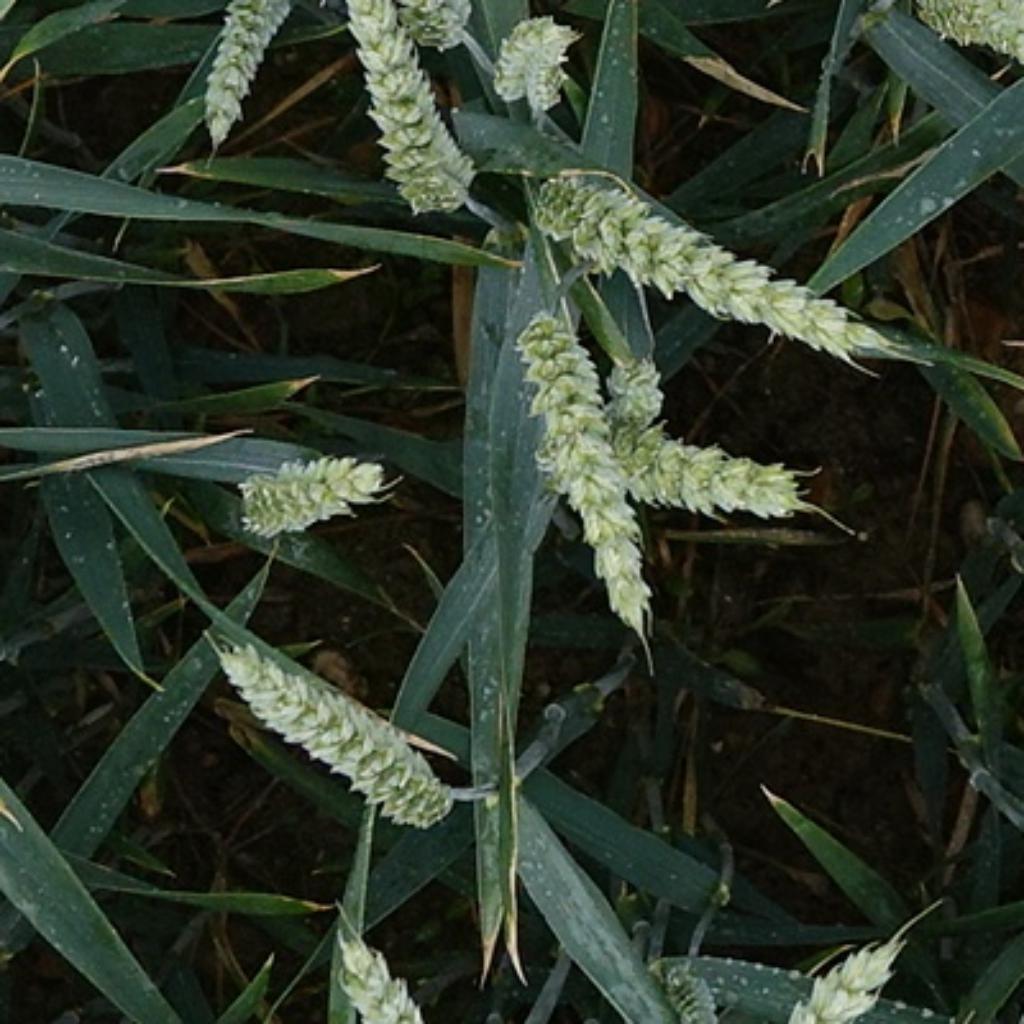 wheat Object Detection Dataset by bugday