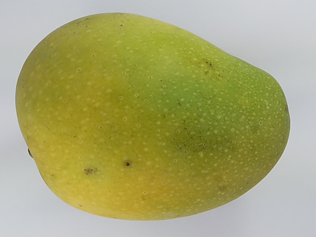 Mango Fruit Drop Classification Dataset V2 2023 12 09 1026pm By Thesis