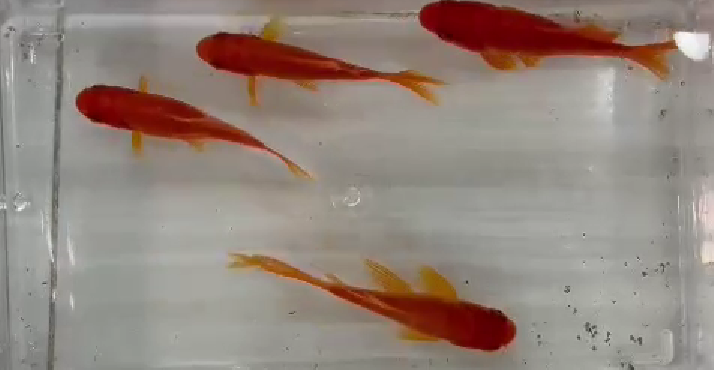 Aquarium Fish Detection - Roboflow Universe Aquarium Fish Detection - Roboflow Universe
