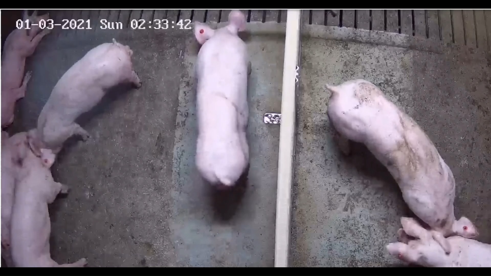 YOLO_50 Object Detection Dataset by David Y