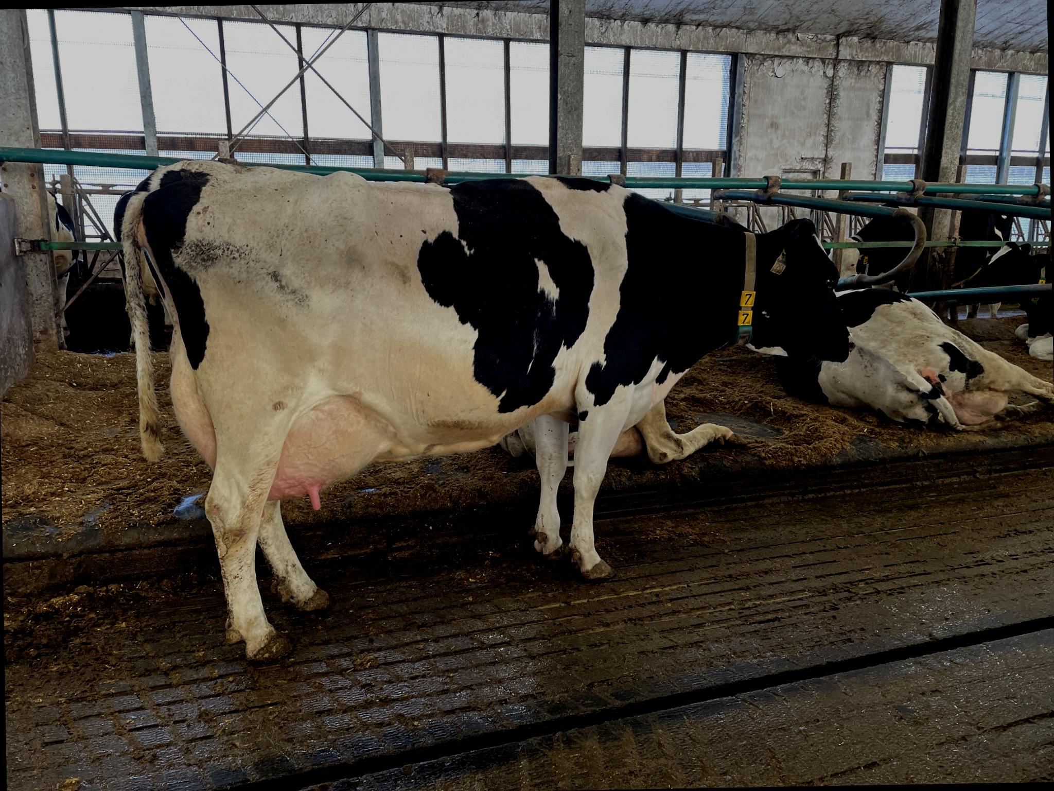 Object Detection Object Detection Dataset By Breed Identification Model