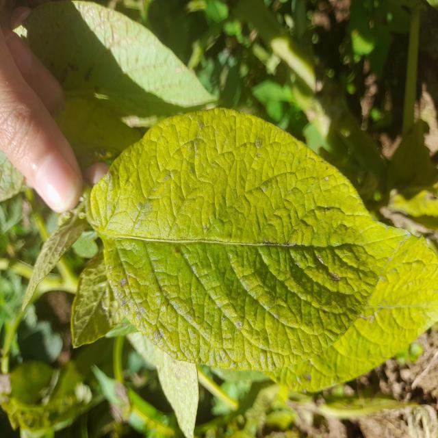 Potato leaves detection Object Detection Dataset and Pre-Trained Model by ML coures