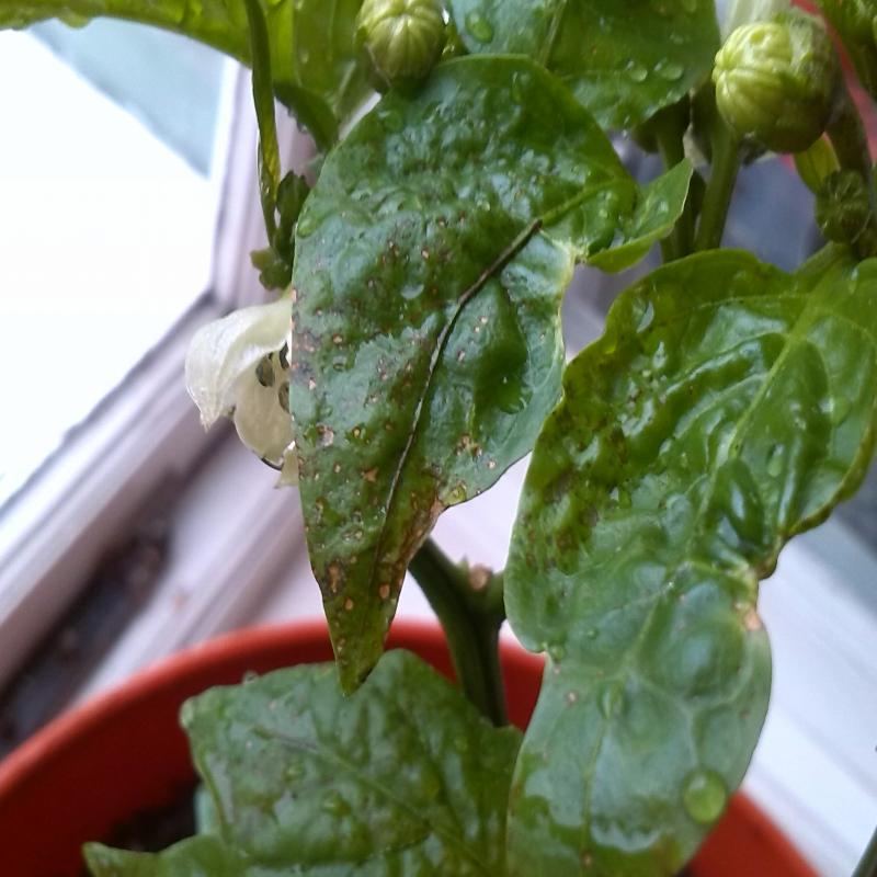 Plant Disease Detection Object Detection Dataset and Pre-Trained Model ...