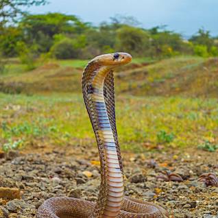 How to Use the snakes identification Object Detection API