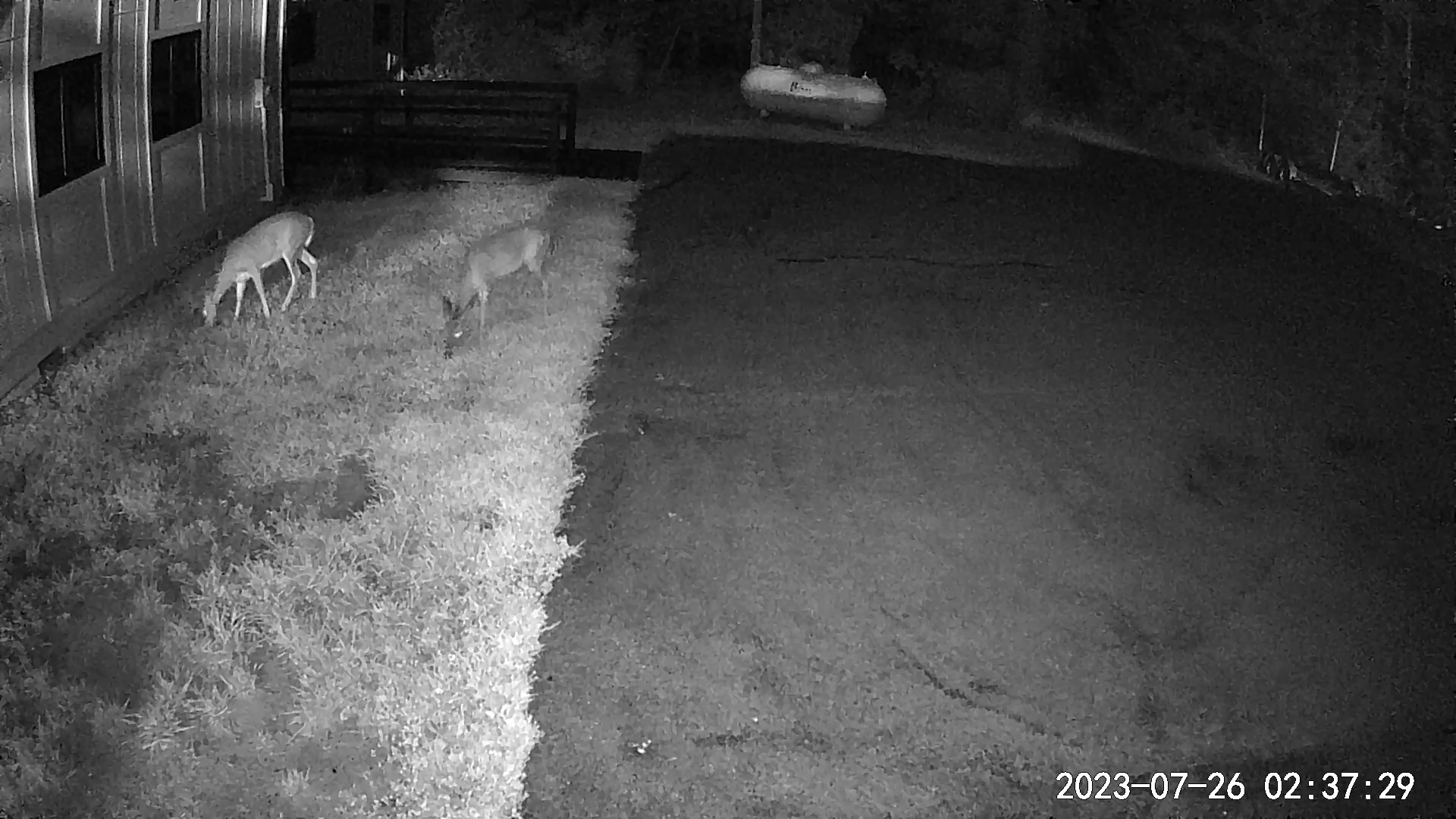 Deersquirrel1 Object Detection Dataset By Deer
