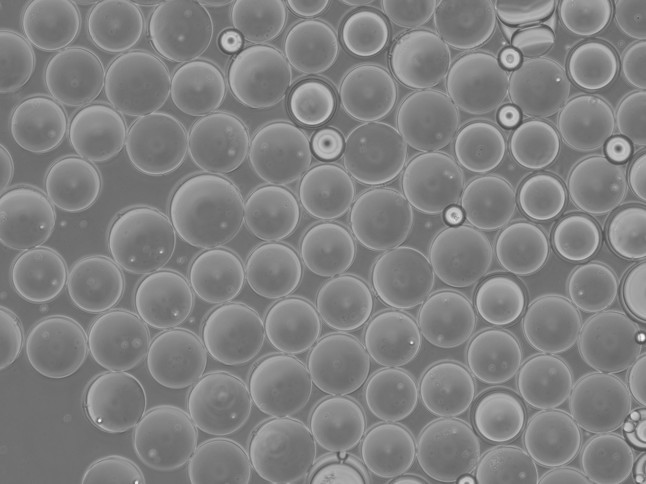 Liposomes Object Detection Dataset by University