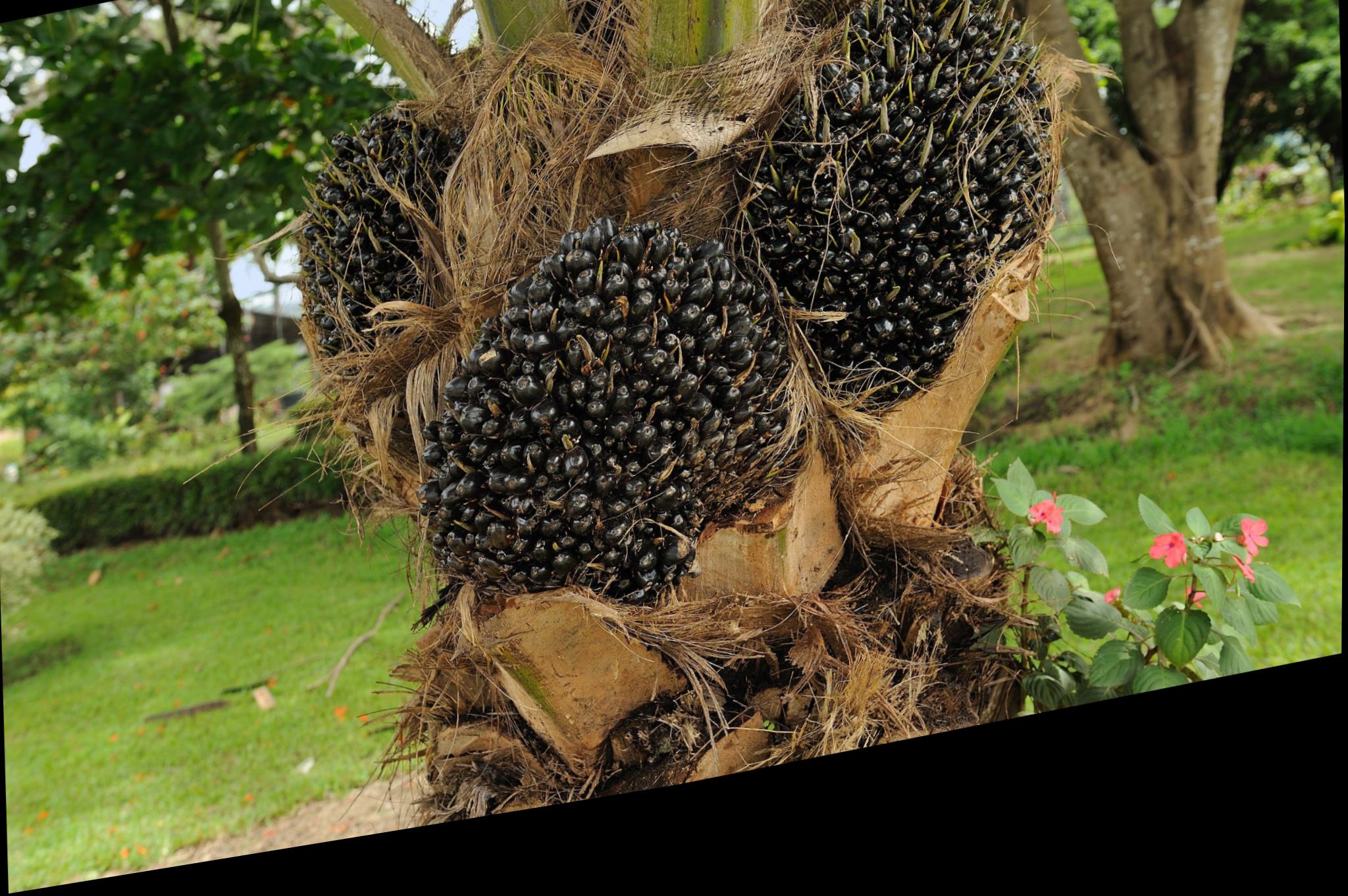 Image classification and fruit counting of oil palm fruit bunches Object Detection Dataset by usim