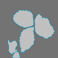 Strawberry Disease Detection Dataset Object Detection Dataset and Pre-Trained Model by ...