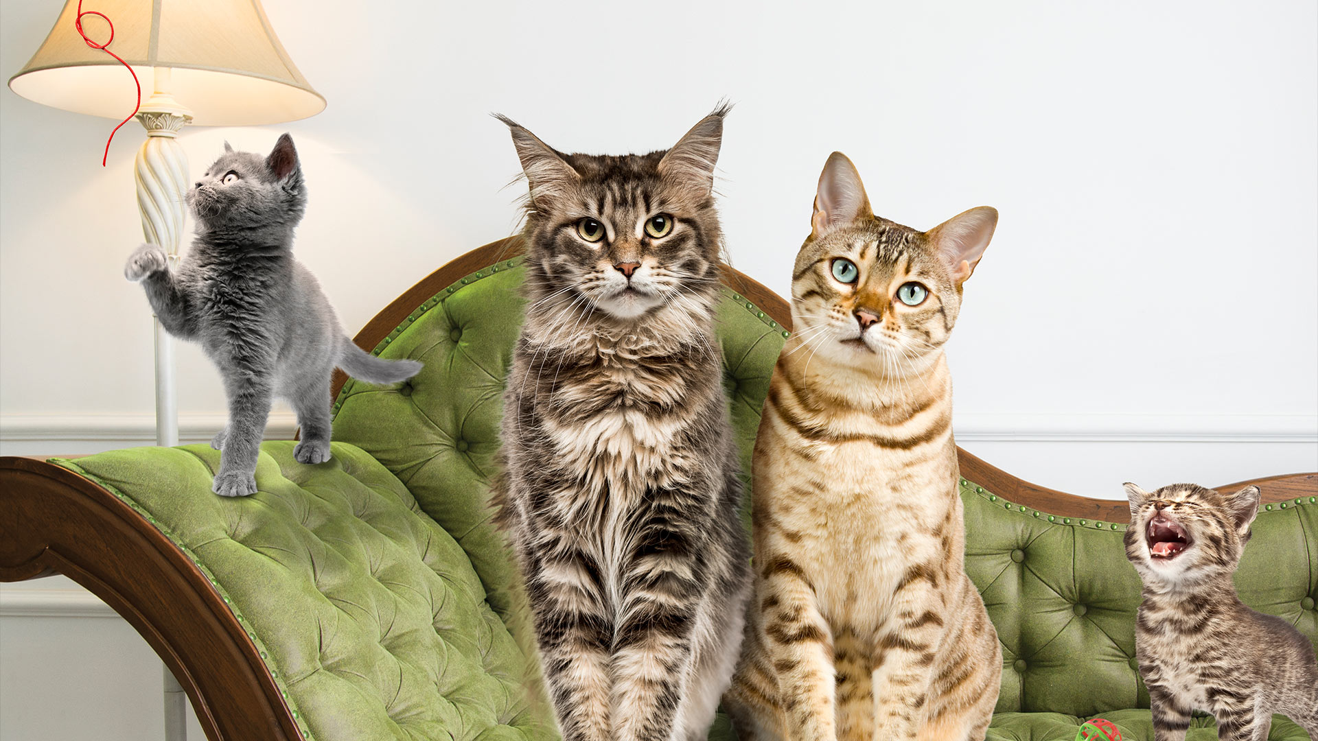 Cat Object Detection Dataset By 12345mis