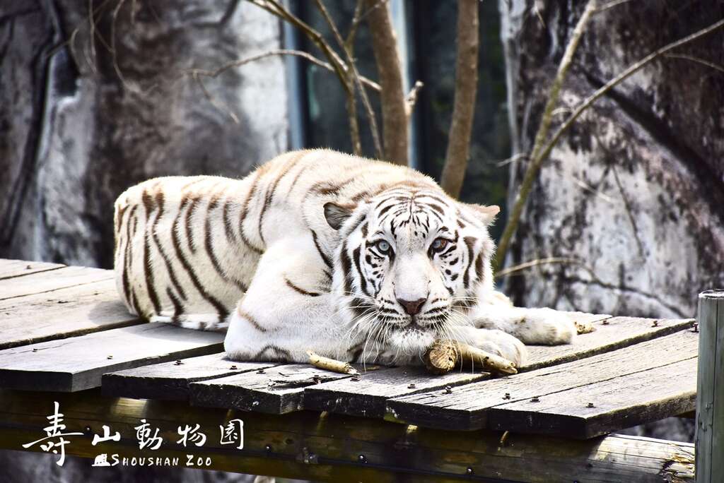 cat、tiger Object Detection Dataset and Pre-Trained Model by nkust