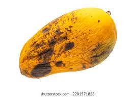 Mango Object Detection Dataset and Pre-Trained Model by 8sem II