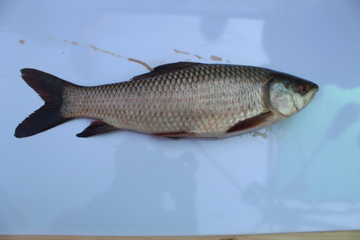 Fish Detection Using Dep Learning Object Detection Dataset by ...