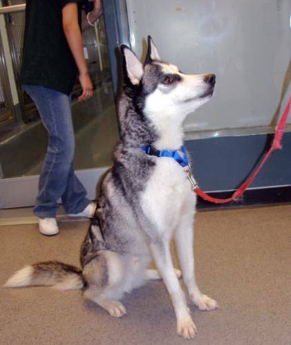 Felix Titus Setiawan - Roboflow Universe