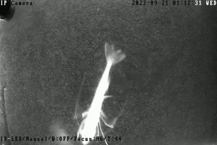 Unknown Objection Object Detection Dataset By Shrimp