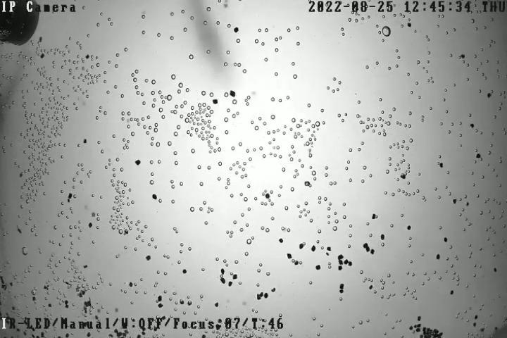 Yolov7_dataset Instance Segmentation Dataset by shrimp