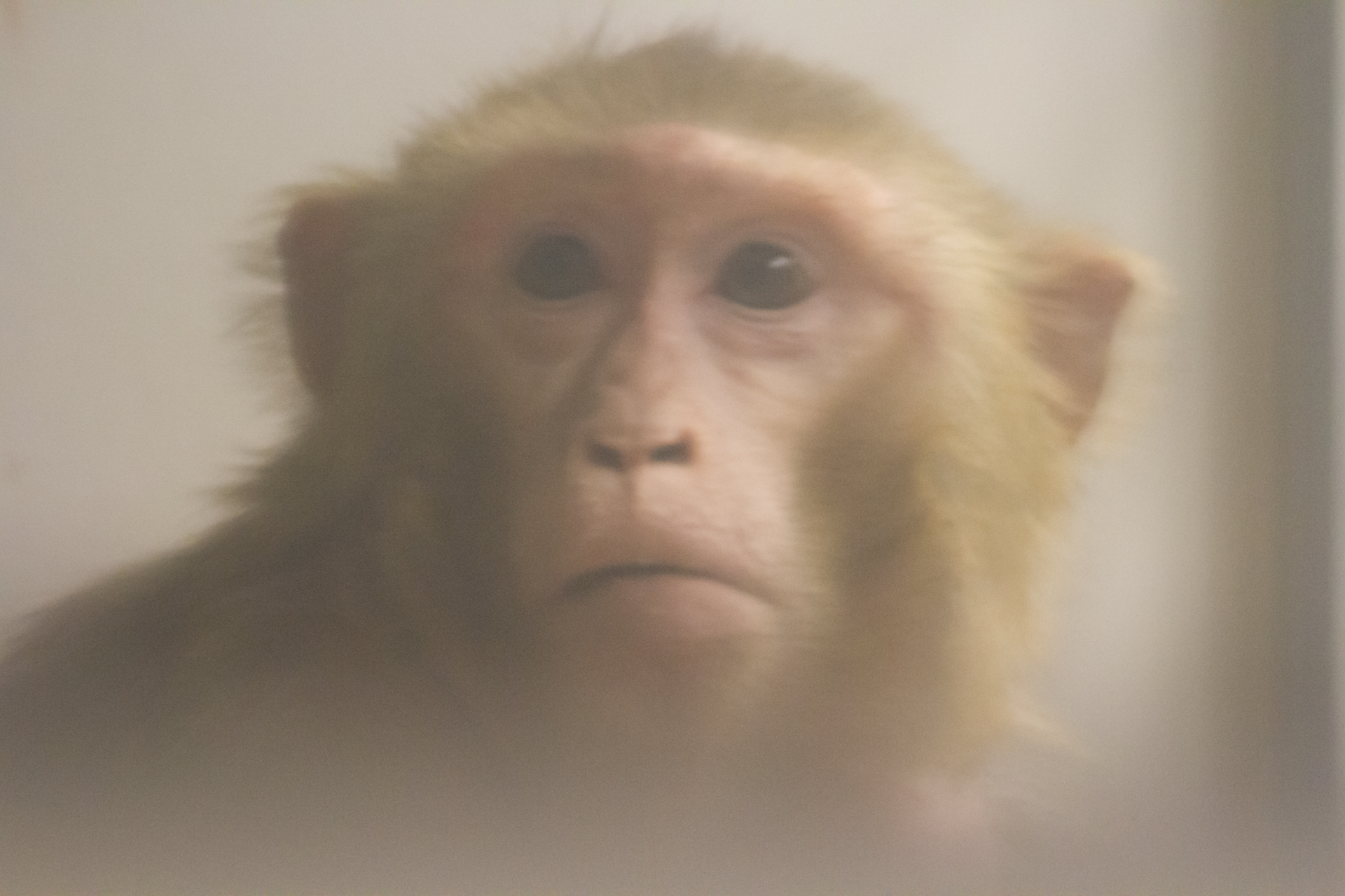 Monkey Deterrent system Object Detection Dataset by s180334 THOTA JAYASRI