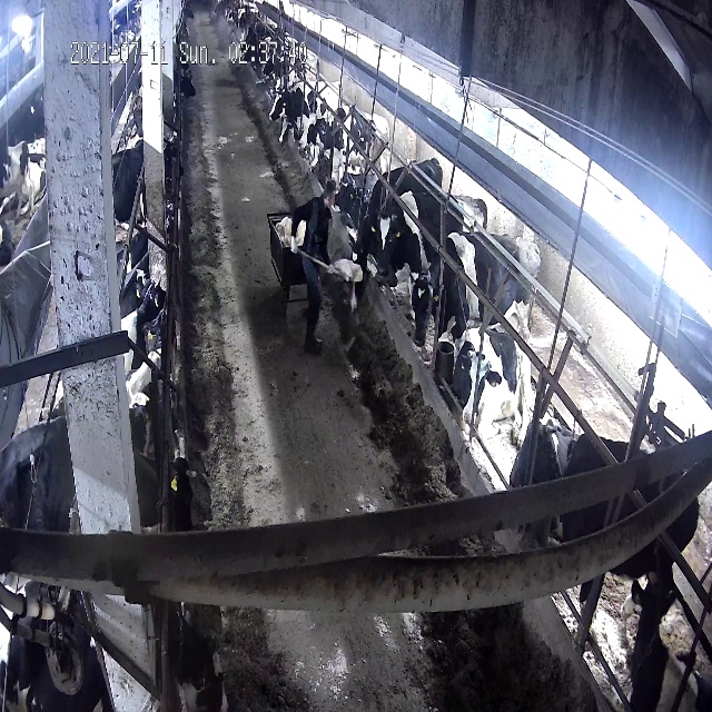 Auto detect cow Object Detection Dataset by Artem Anikeev