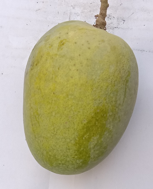 MANGGA Object Detection Dataset and Pre-Trained Model by MAMATE
