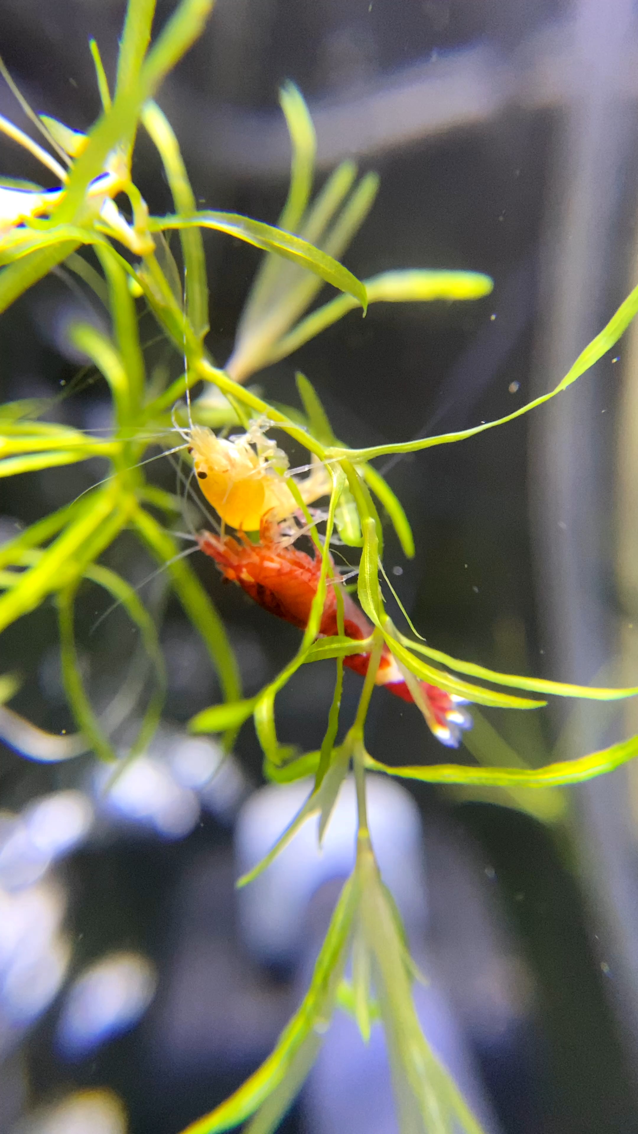How To Use The Aquarium Shrimp Detection Caridina Neocaridina