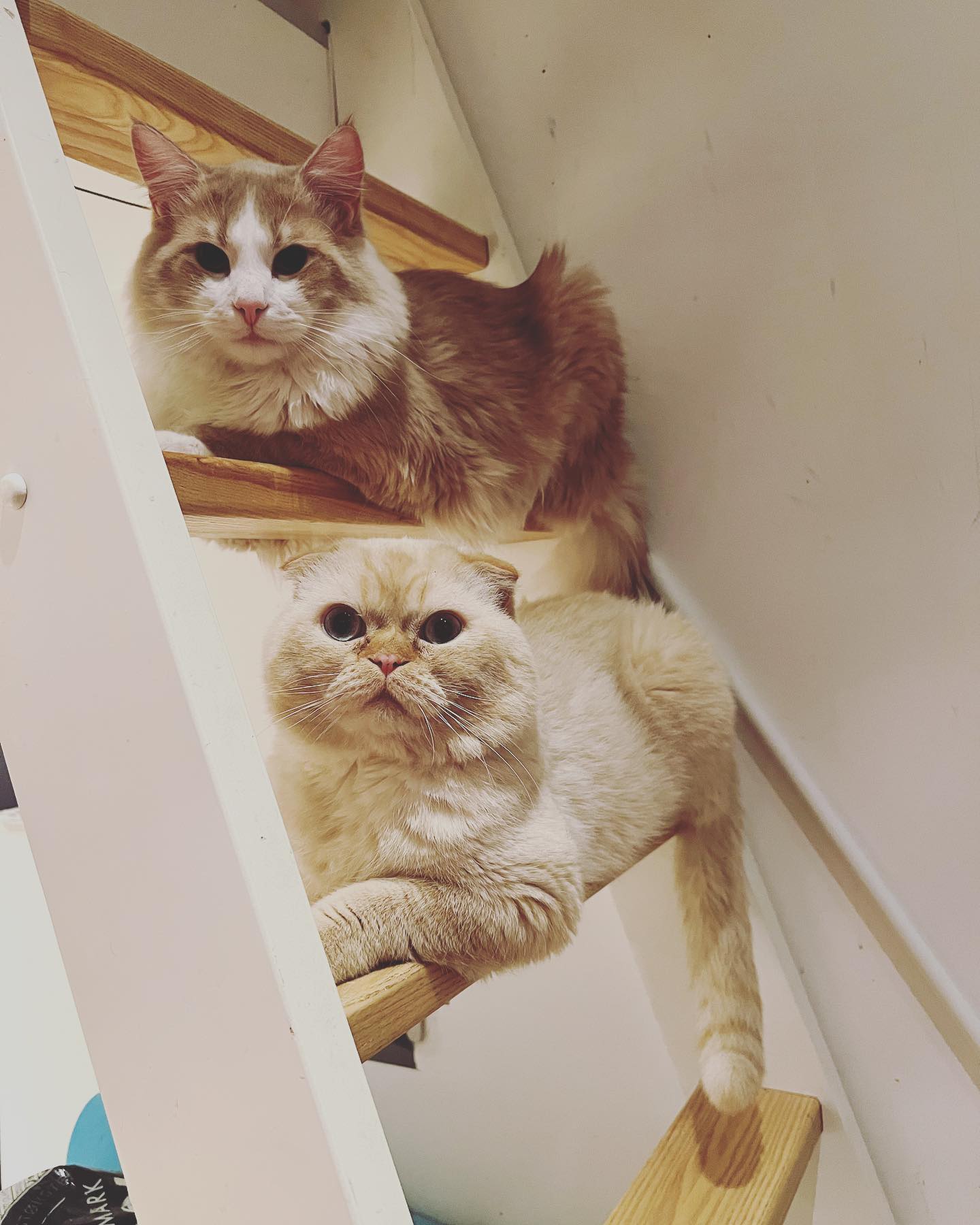 New Cat Object Detection Dataset By Cat