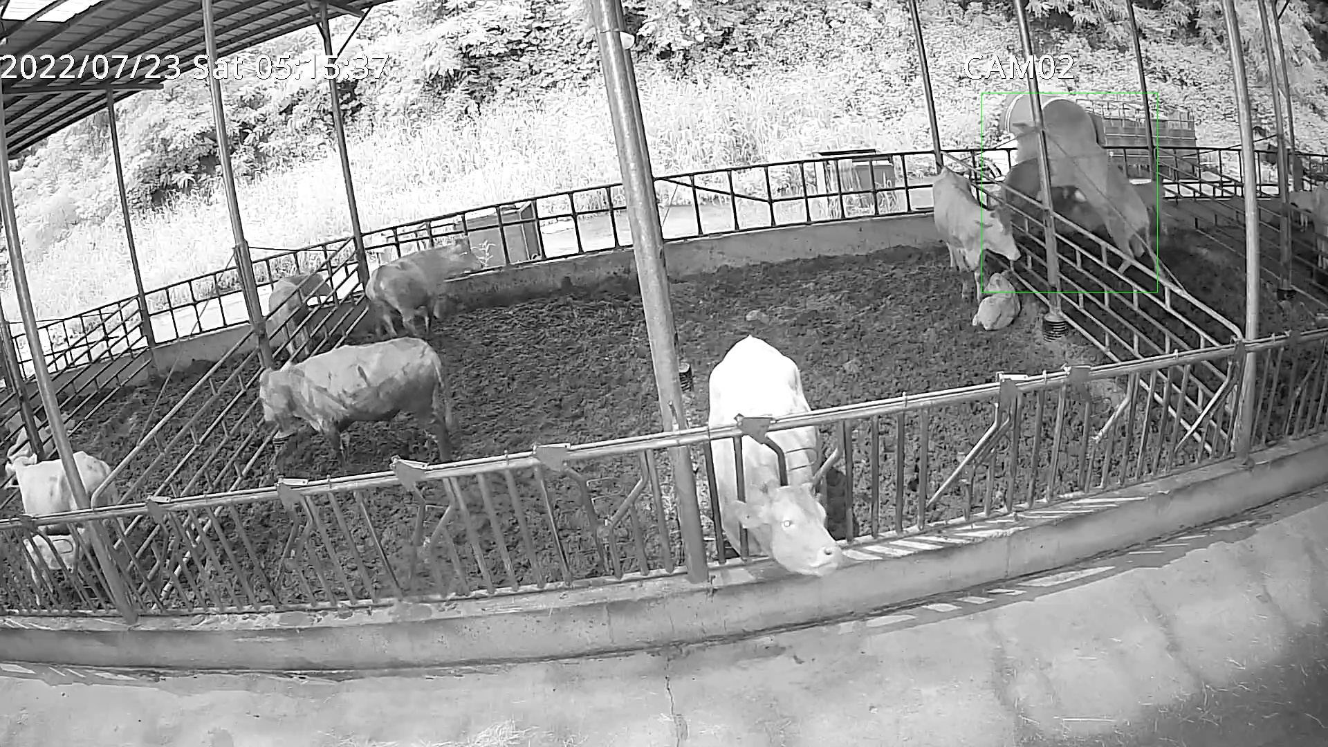 How to Use the Cow Mounting Object Detection API