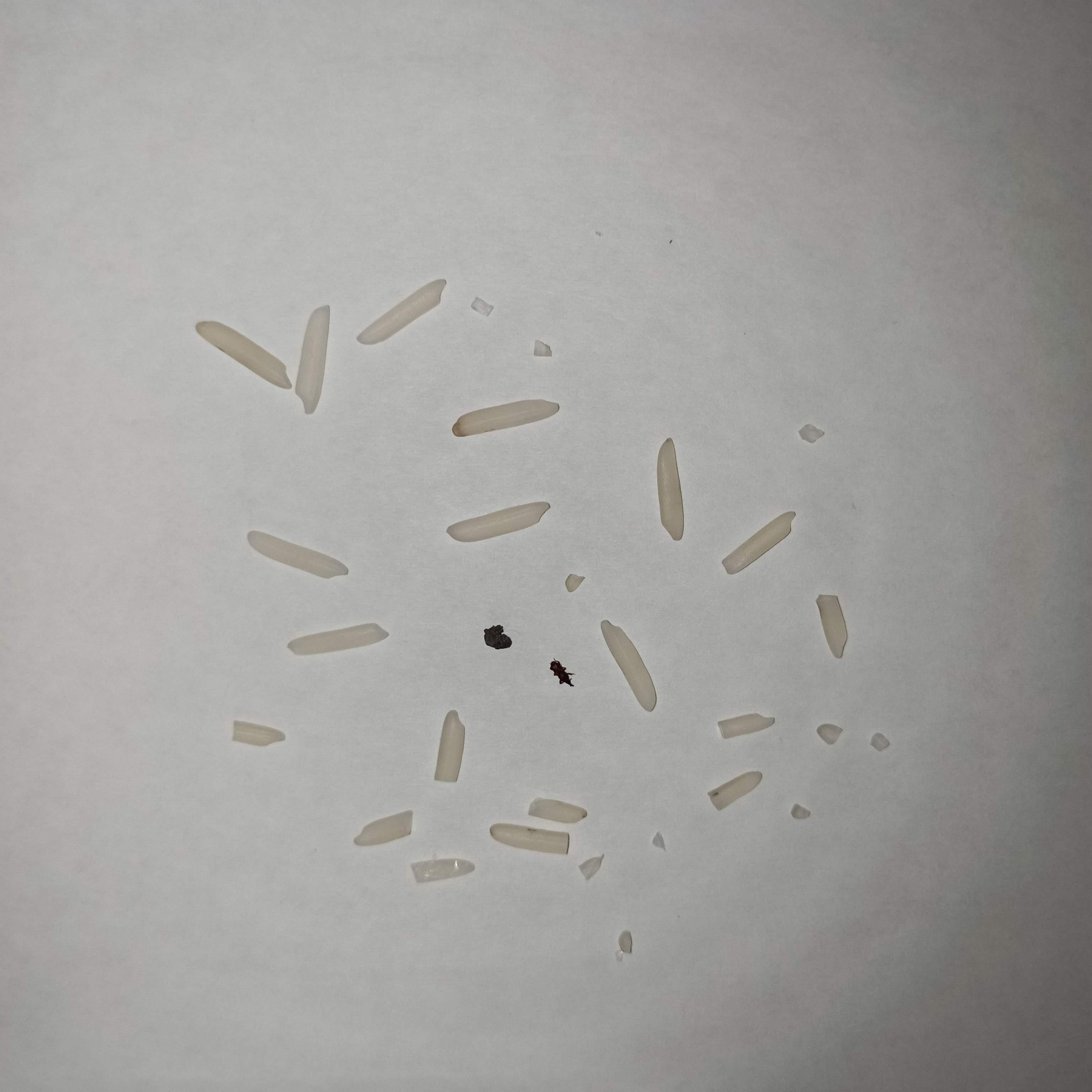 How to Use the Rice Grains Object Detection Object Detection API