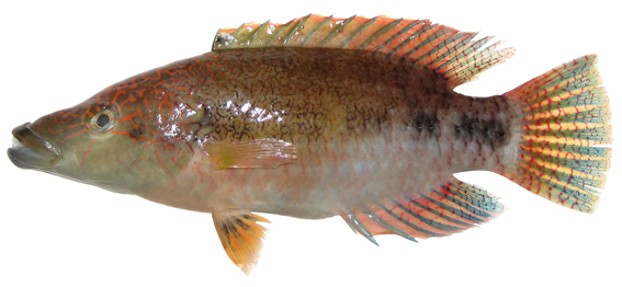 QUT Fish Dataset Classification Dataset and Pre-Trained Model by thesis