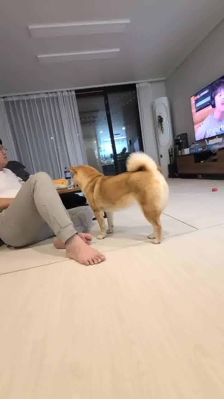 dog2e Object Detection Dataset by new-workspace-wejzp