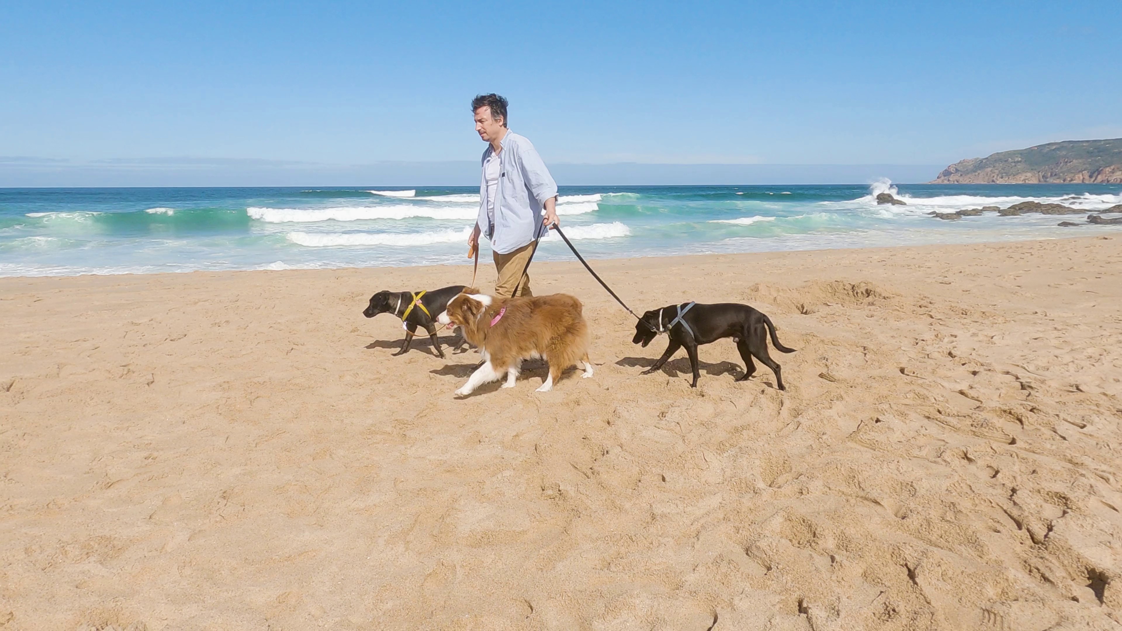 Dogs and Boy full Object Detection Dataset by Dor The King