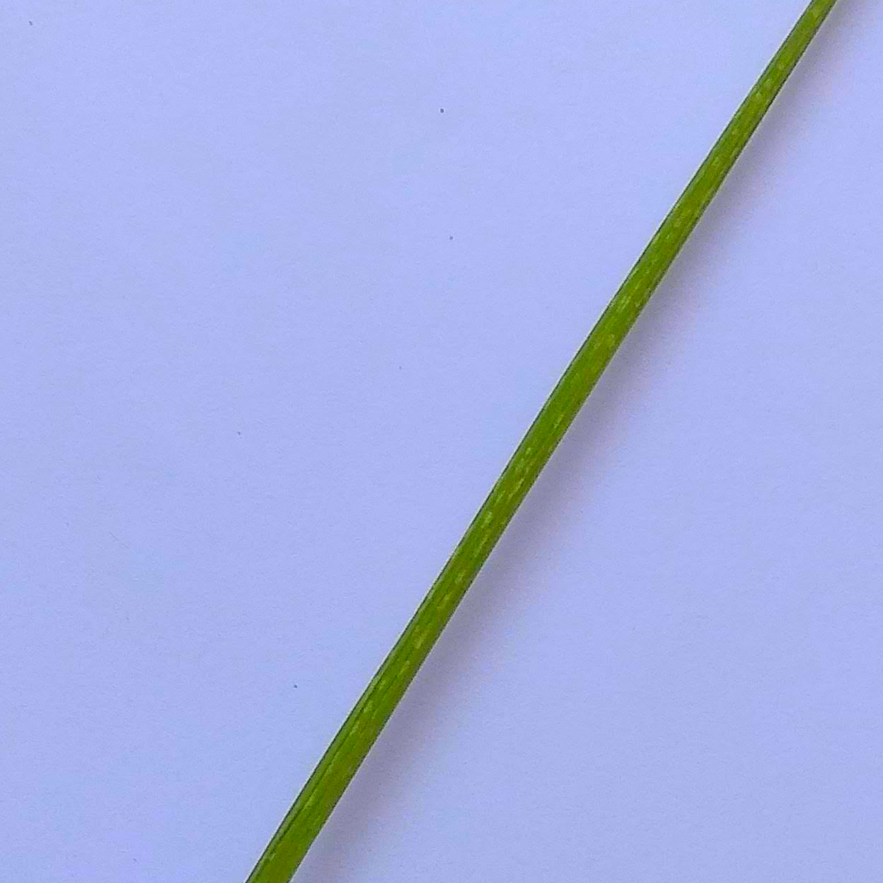 rice Object Detection Dataset by SANTANU BANERJEE