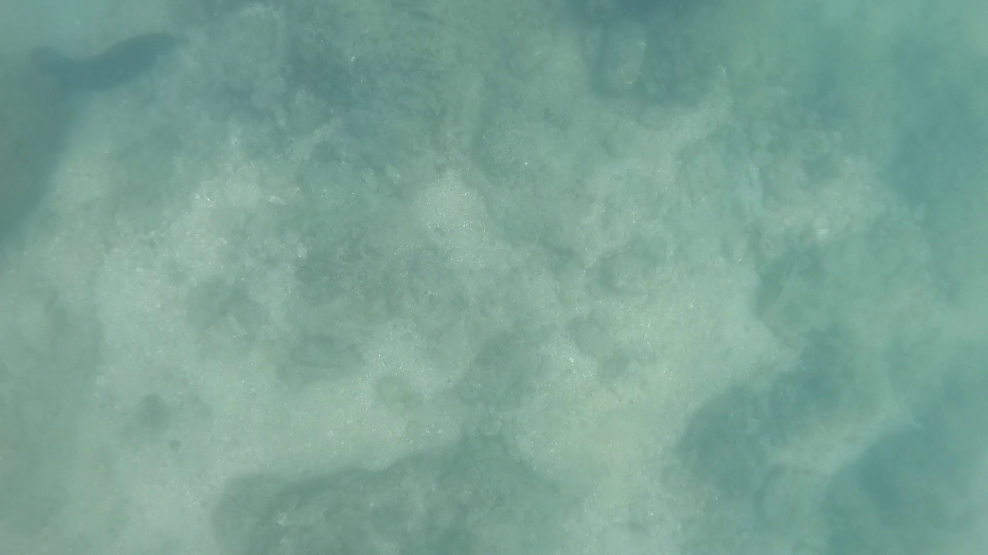 Sea cucumber detection model Object Detection Dataset and Pre-Trained Model by Model