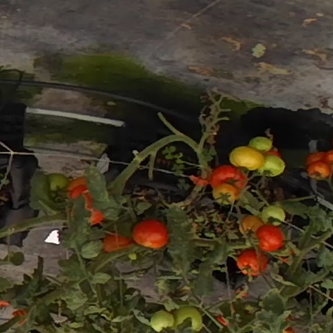 tomato Object Detection Dataset by yolov7