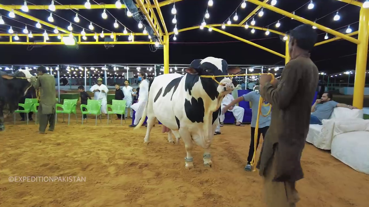 livestock Object Detection Dataset by Ebad Aamir