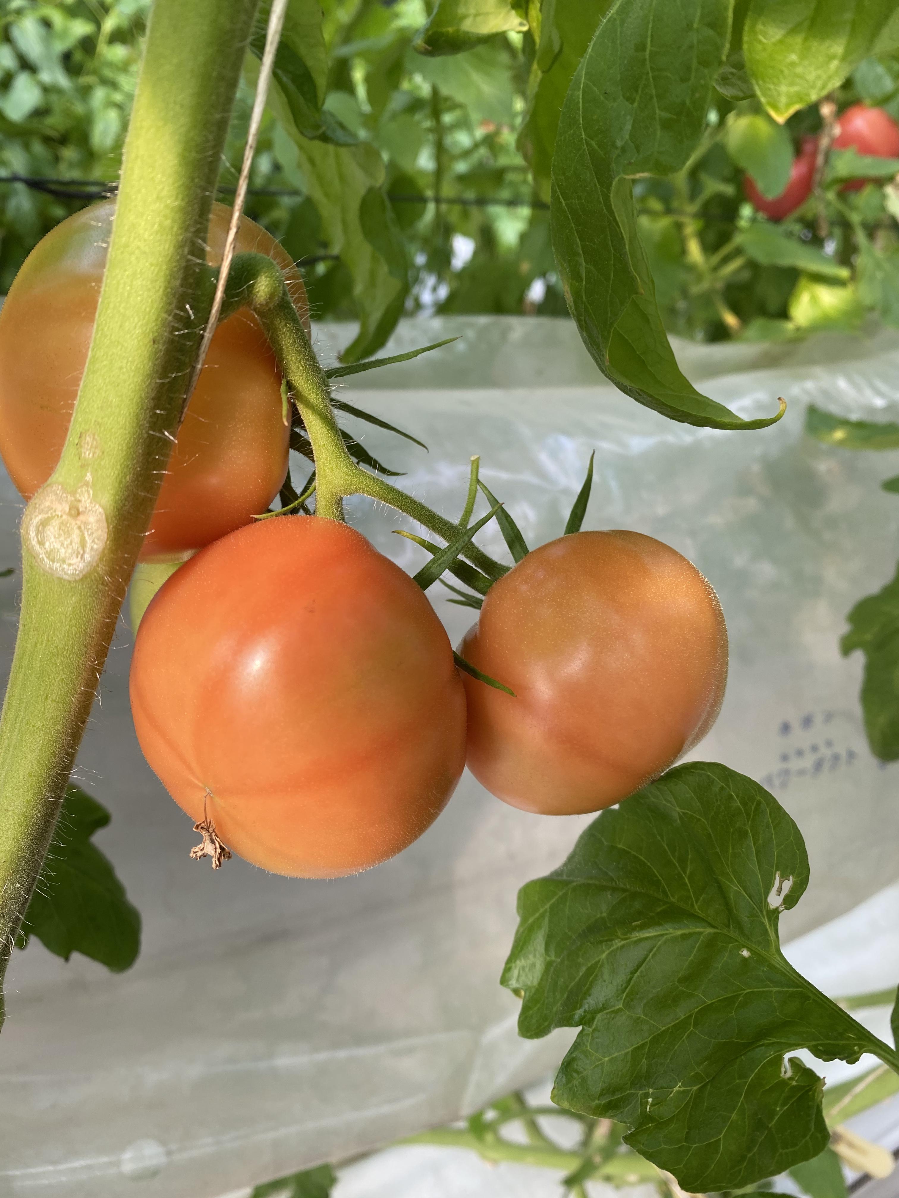 test_644 Object Detection Dataset by yh