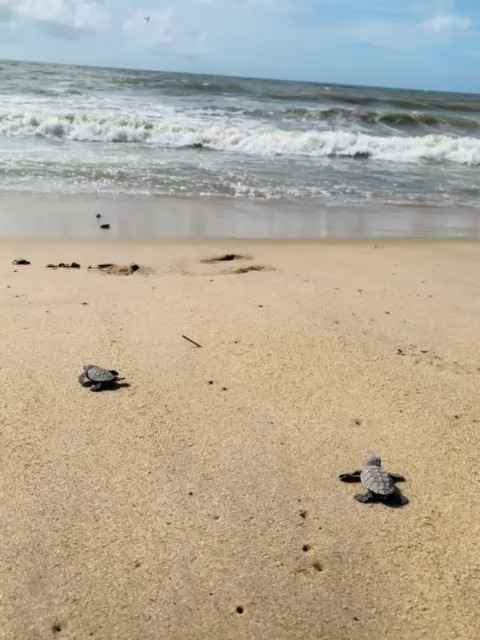 Sea Turtles Hatchling detection Object Detection Dataset by IFPE