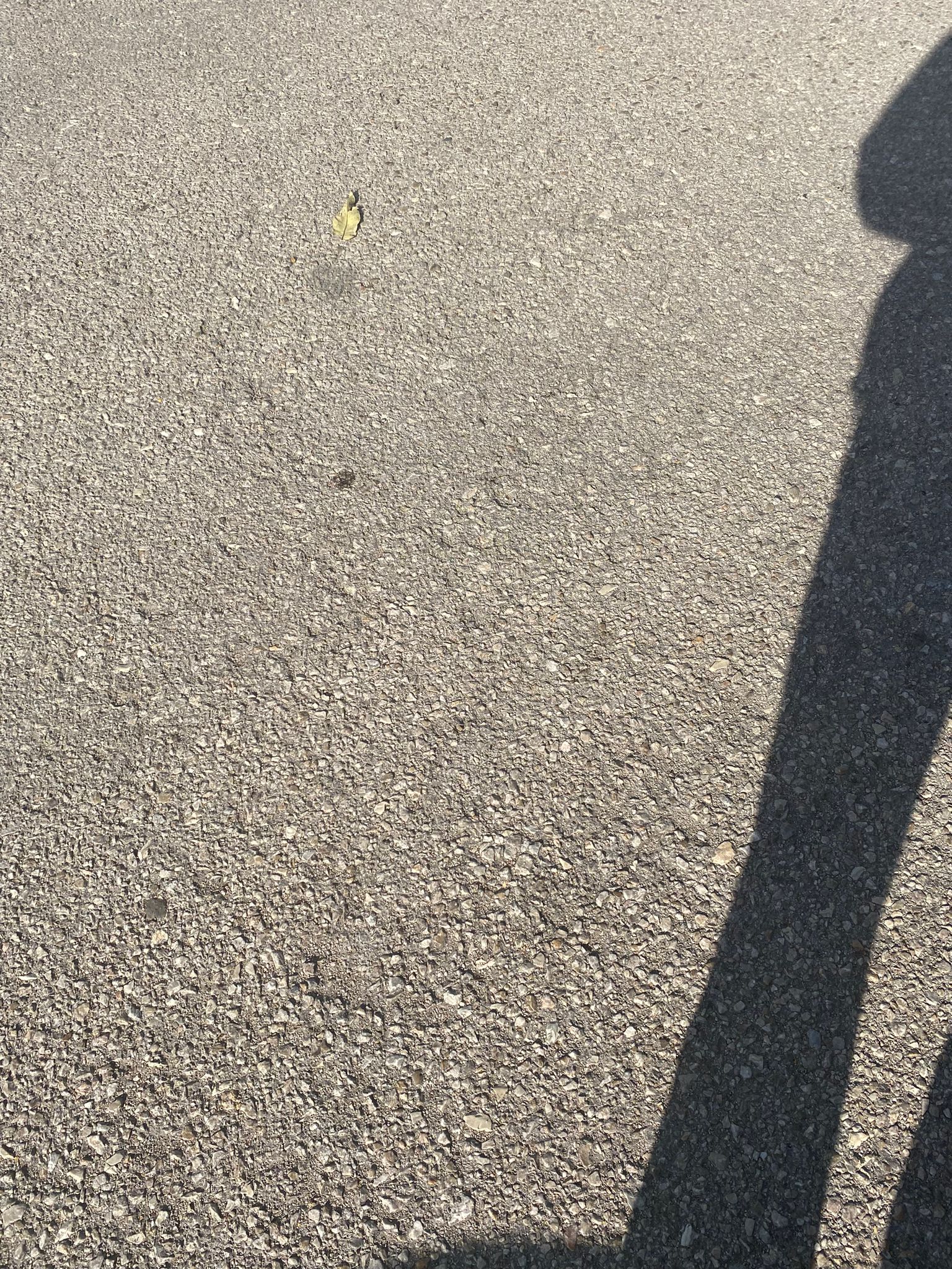 Texture-sidewalk Instance Segmentation Dataset by Sidewalk