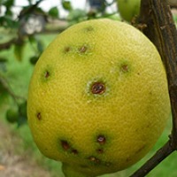 Citrus Diseases Object Detection Dataset by Citrus Dataset