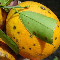 Citrus Diseases Object Detection Dataset by Citrus Dataset