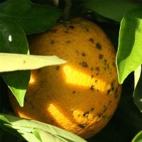 Citrus Diseases Object Detection Dataset by Citrus Dataset