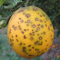Citrus Diseases Object Detection Dataset by Citrus Dataset