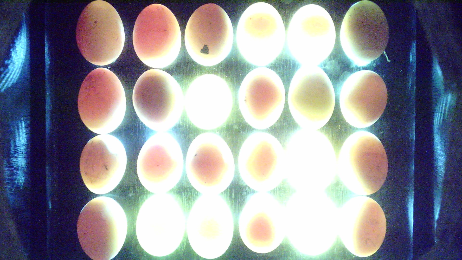 Egg Fertilely Detection Object Detection Dataset And Pre Trained Model By Sksu