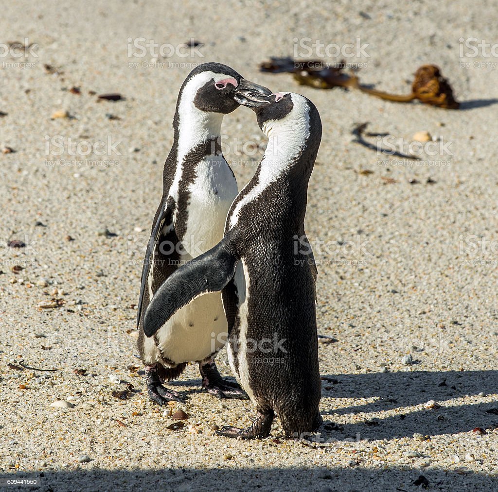 Penguins Object Detection Dataset by wingcv