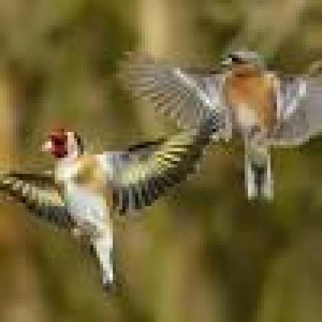 How to Use the Motor v1 Object Detection API